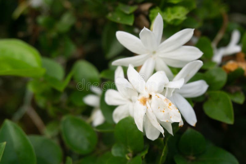 Jasmine Flower on the Tree. Copy Space Stock Photo - Image of tree ...