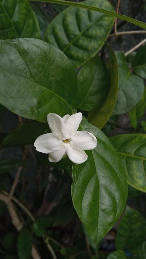 Close-up Photo of Jasmine Tree Flower Stock Image - Image of close ...