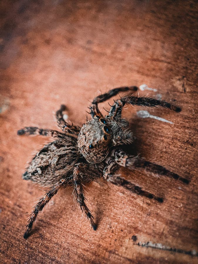 Servaea Stock Photos - Free & Royalty-Free Stock Photos from Dreamstime