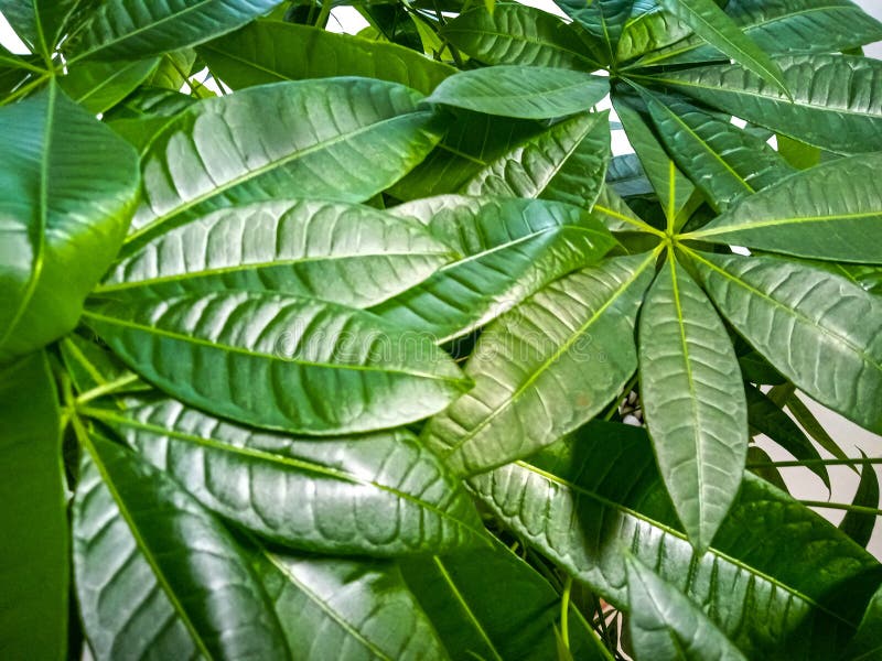 Close-up Photo of Kapok Tree Leaves Stock Photo - Image of tropical ...