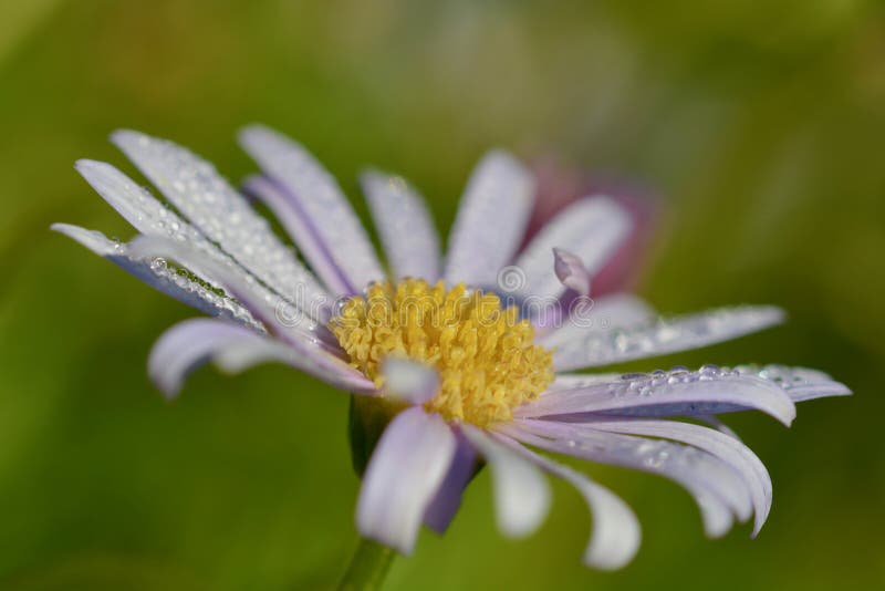 Close Up Photo of a Kingfisher Daisy with Dew Drops, Side View Stock ...