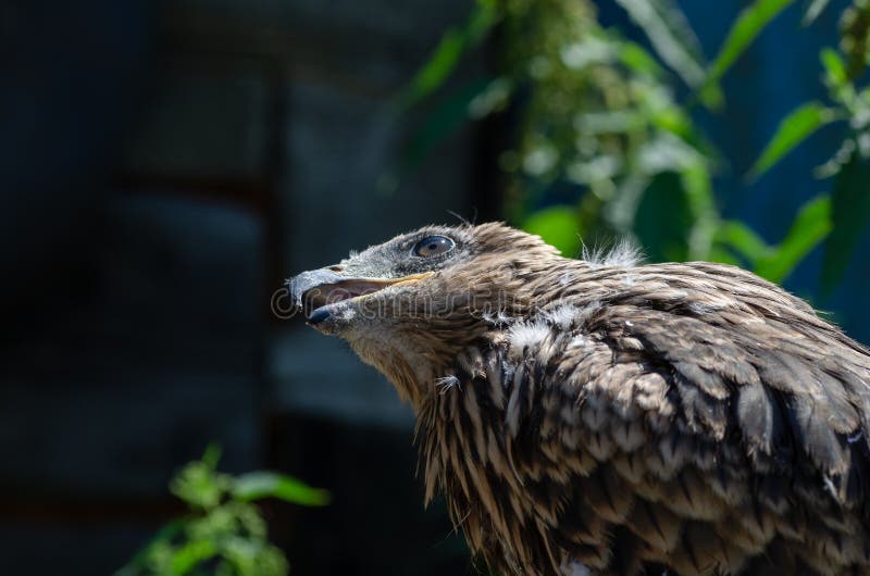 Close-up Photo of a Kite Chick Stock Photo - Image of chick, bird ...