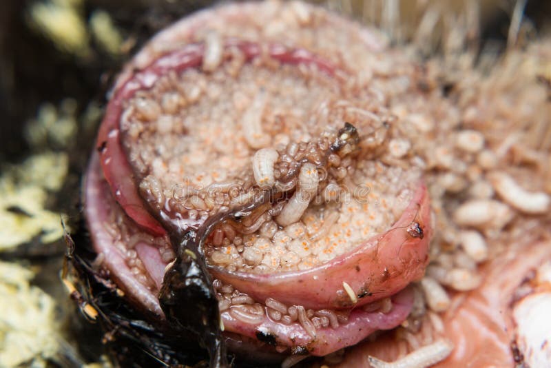 137 Wound Abscess Stock Photos - Free & Royalty-Free Stock Photos from ...