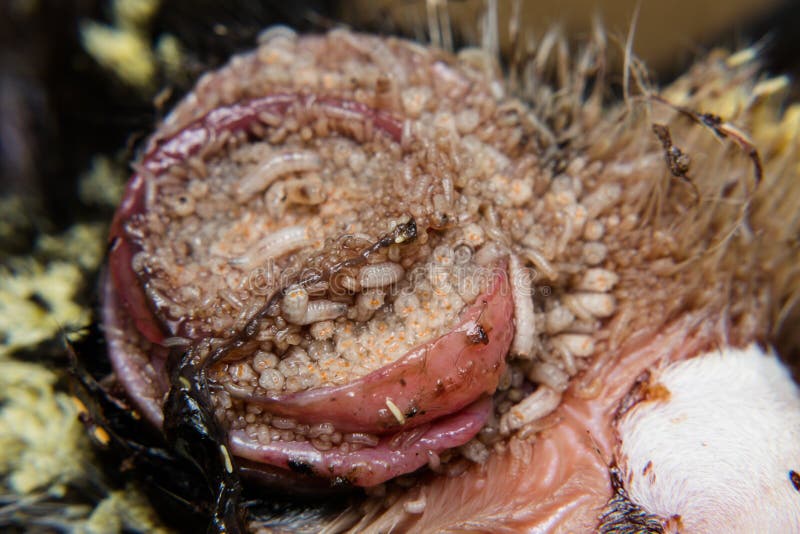 137 Wound Abscess Stock Photos - Free & Royalty-Free Stock Photos from ...