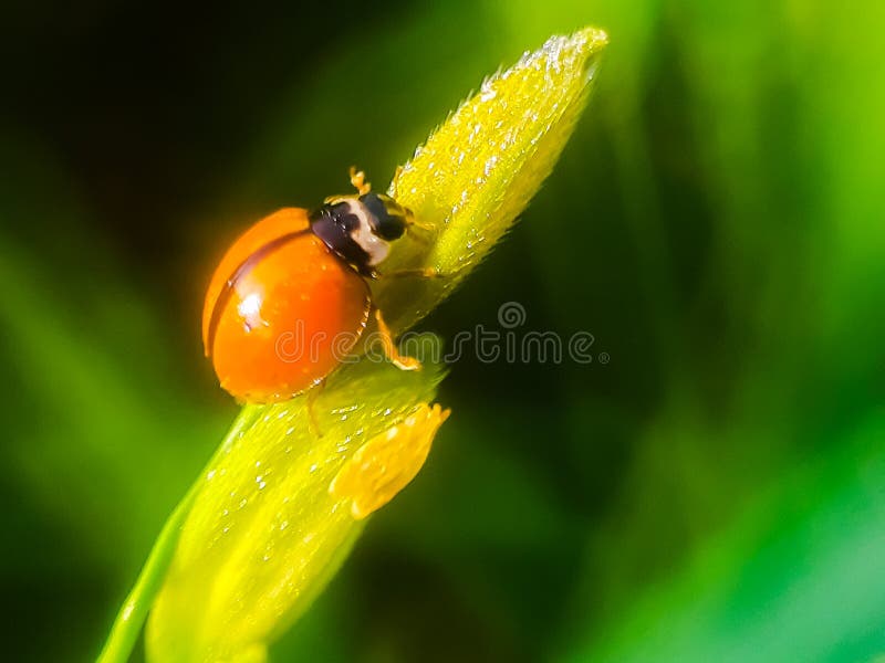 Close up photo of ladybug stock photo. Image of close - 240075054