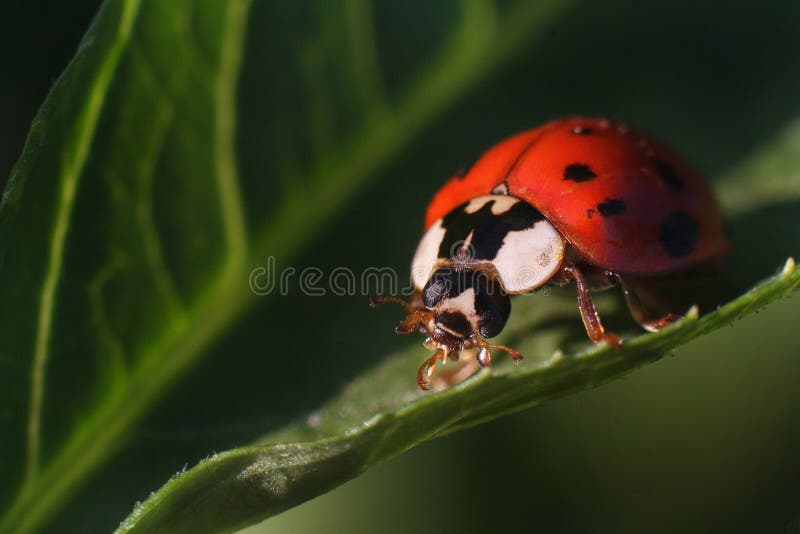 Close-up Photo of a Ladybug on a Green Leaf Stock Image - Image of ...