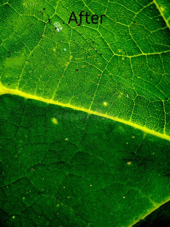 Close Up Photo of a Large Leaf Stock Photo - Image of nature, leaf ...