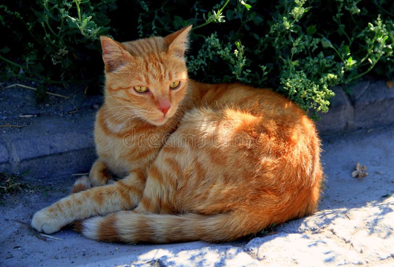 Close-up Photo of a Large Red Cat on a Blurred Background Stock Image ...