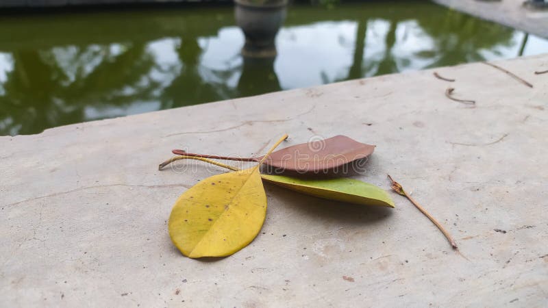 Close-up Photo of Leaf Objects Lined Up in Different Colors Stock Photo ...