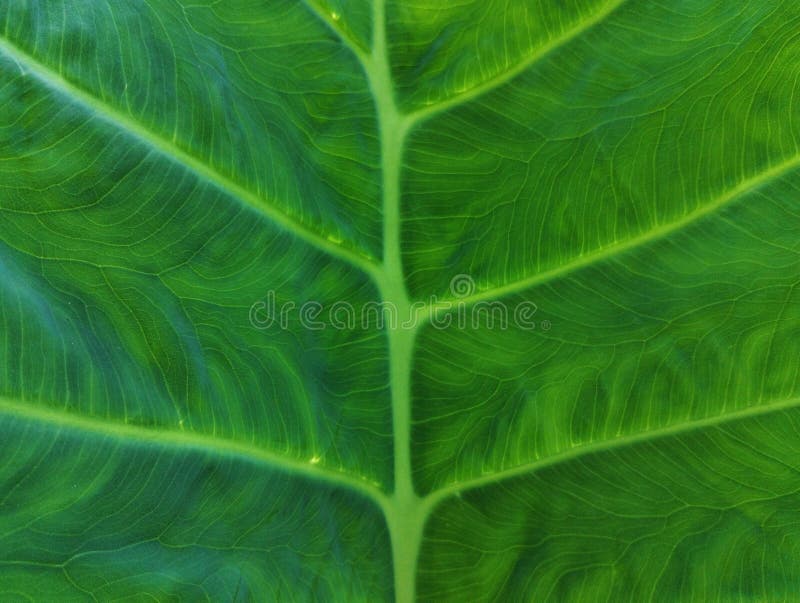 Close Up Photo of Leaf Showing Leaf Veins Stock Photo - Image of leaf ...