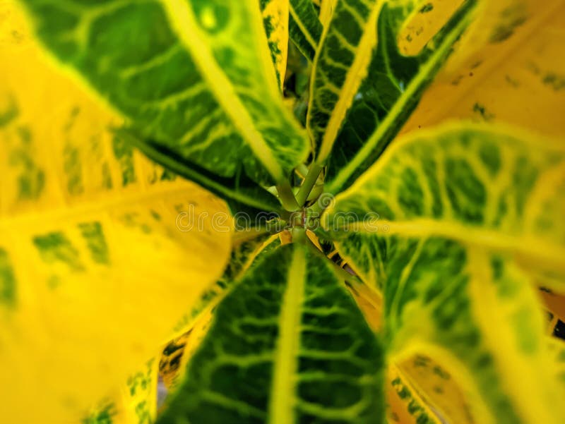 Close-up Photo of Leaf Surface with Unique Pattern Stock Photo - Image ...