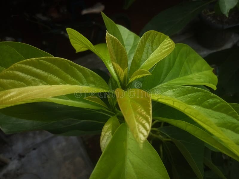 Close Up Photo of Leaf Tip of Mango Tree Stock Photo - Image of close ...
