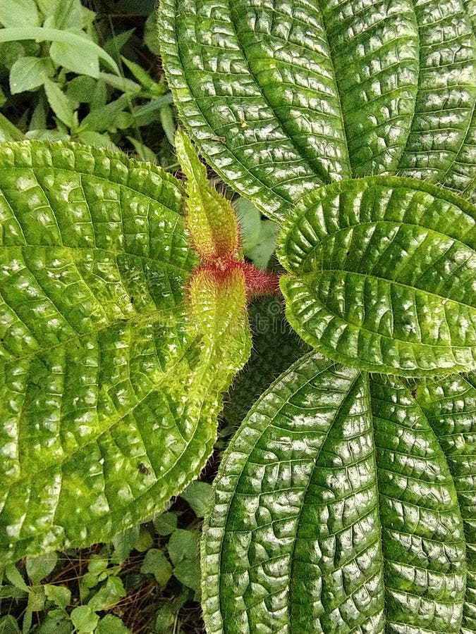 Close-up Photo of Leaves that Have Waves Stock Image - Image of fern ...