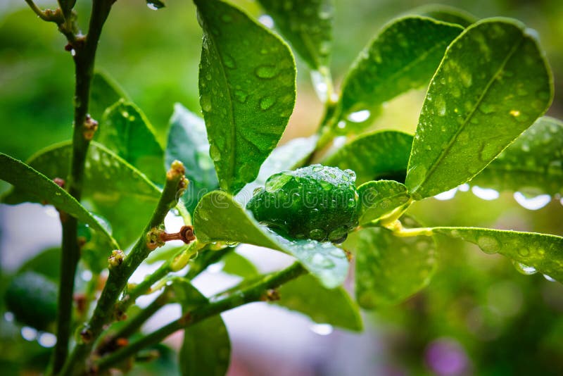 Close-up Photo of a Lemon Tree and Lemon Fruit after Rain Stock Photo ...