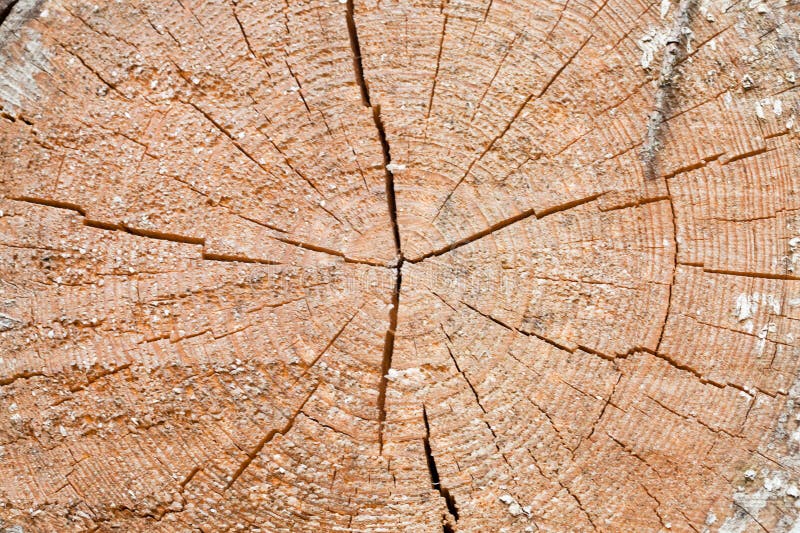 Log Section with Circular Wooden Pattern Stock Image - Image of ring ...