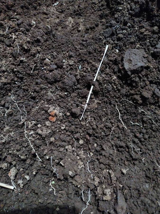 Close-up Photo of Loose Compost for Plants Stock Image - Image of close ...