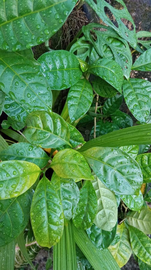 Close-up Photo of Lush Leaves Stock Image - Image of lush, close: 259658237