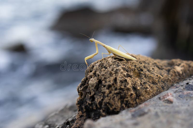 Close Up Photo of a Burning Fire. Stock Photo - Image of dark, grill ...