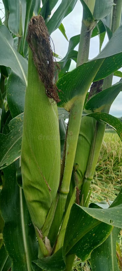 Close Up Photo of the Middle Part of a Corn Plant Bearing Fruit. Stock ...