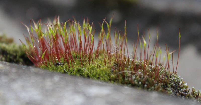 Close-up photo about moss stock image. Image of natural - 113581251