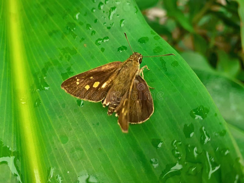 Close-up Photo of Moth on Green Leaf Stock Photo - Image of nature ...