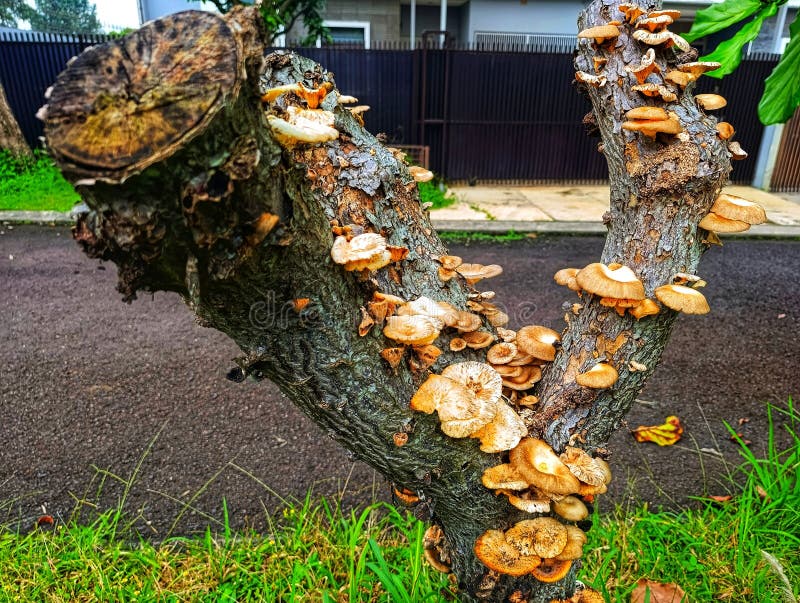 Close Up Photo of Mushrooms on a Tree Trunk Stock Image - Image of ...