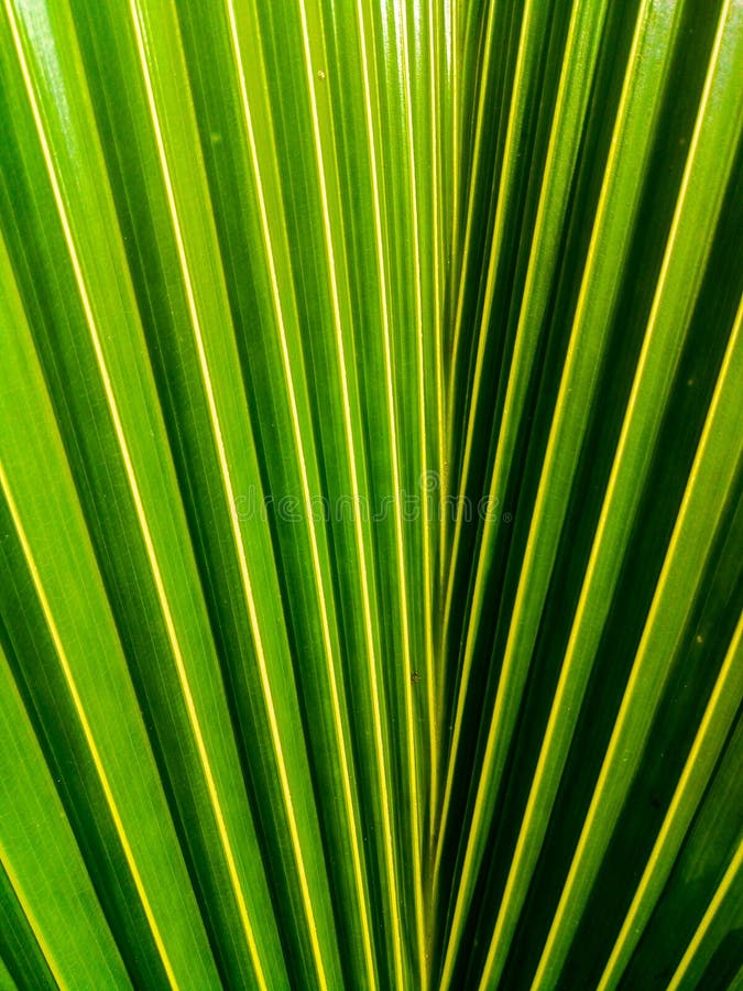Close Up Photo of Neat Coconut Leaf Pattern Stock Photo - Image of ...
