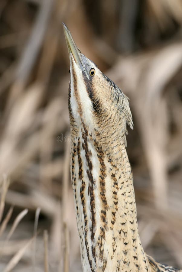 Close Up Photo of a Neck and Eyes Great Bittern Stock Image - Image of ...