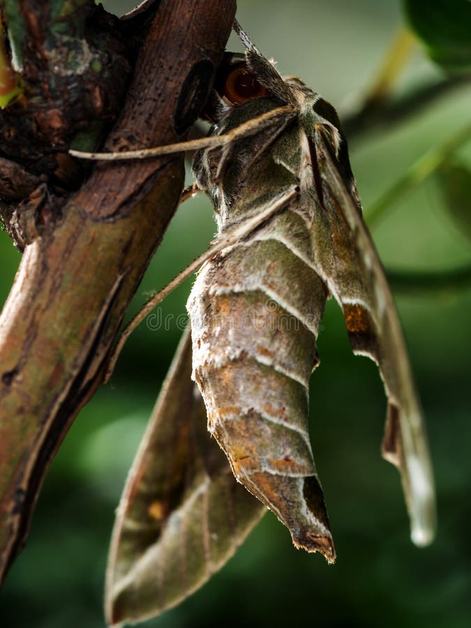An Oleander Hawk-moth Perched on a Branch Stock Image - Image of fauna ...