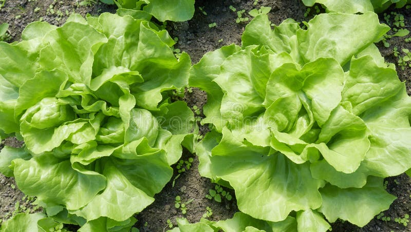 Organic Cos Lettuce Holding by Woman Hand, Vegetables from Local ...