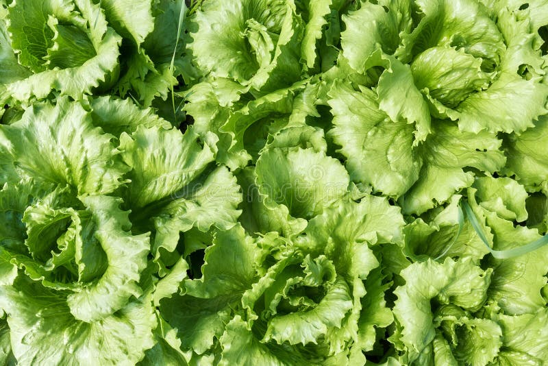 Organic Cos Lettuce Holding by Woman Hand, Vegetables from Local ...