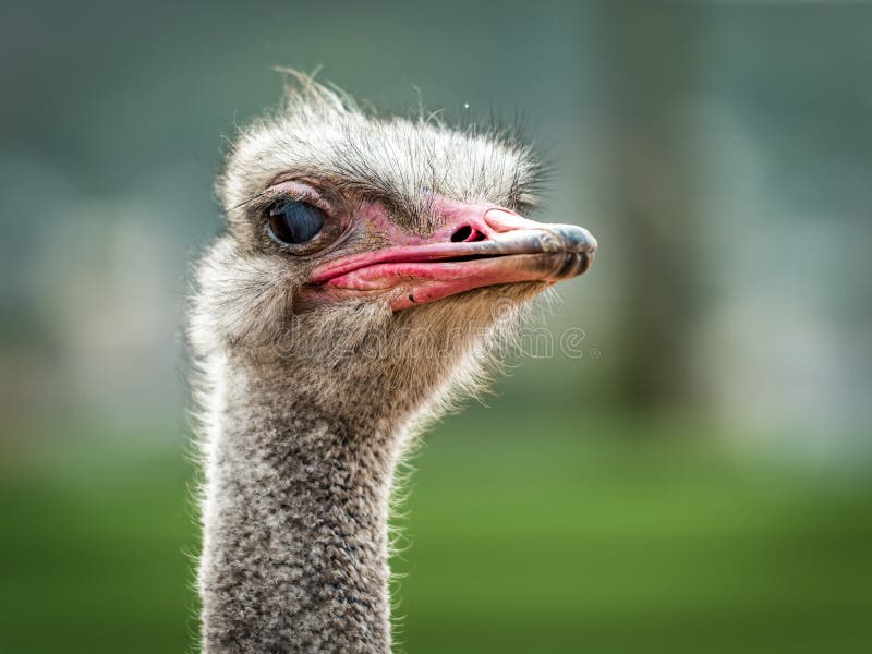 Close-up Photo Of Ostrich Picture. Image: 109922856