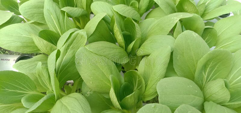 Close-up Photo of Pak Choi S Vegetables Stock Image - Image of garden ...