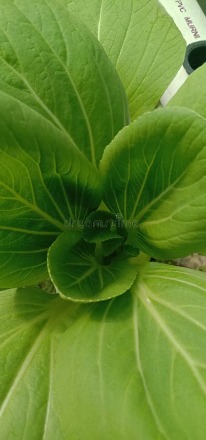 Close-up Photo of Pak Choi S Vegetables Stock Photo - Image of food ...