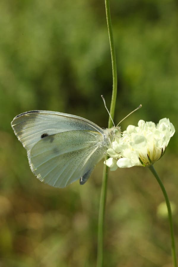 Pieris Brassicae, the Large White, Also Called Cabbage Butterfly ...
