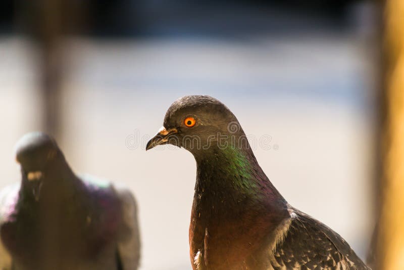 Close-up Photo of a Pigeon with Beautiful Light from Sun Stock Photo ...