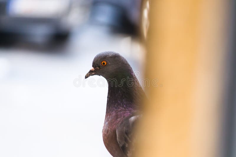 Close-up Photo of a Pigeon with Beautiful Light from Sun Stock Photo ...