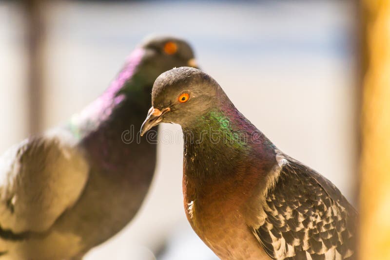 Close-up Photo of a Pigeon with Beautiful Light from Sun Stock Photo ...