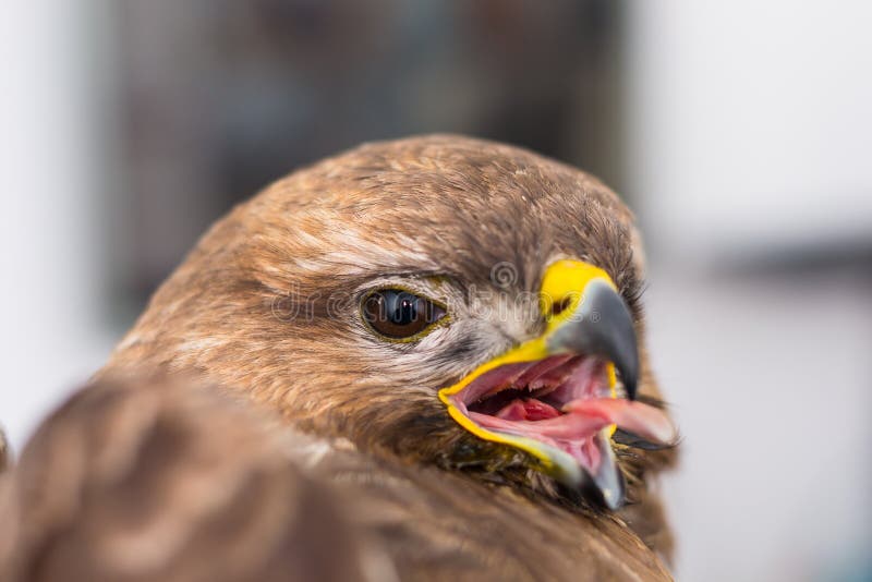Close-up Photo of a Pigeon Hawk with the Mouth Opened Stock Image ...