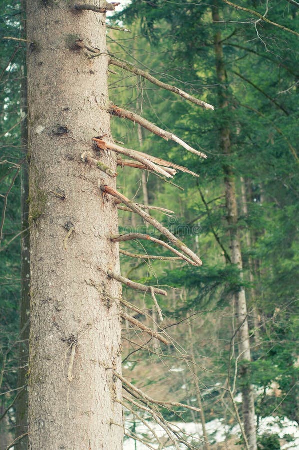 Close Up Photo of Pine Tree with Broken Branches in the Forest in a ...