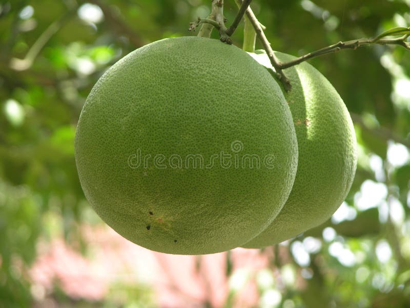 Close Up Photo of Pomelo (Citrus Maxima) Stock Image - Image of citrus ...
