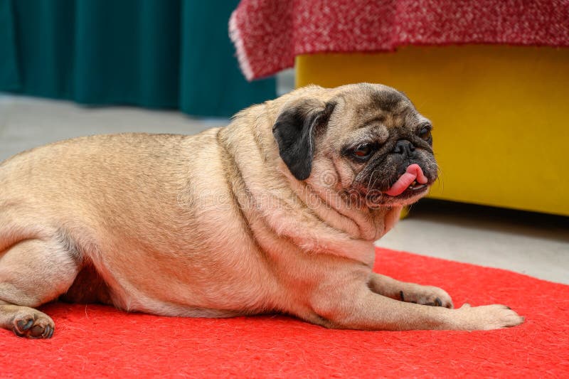 Close-up Photo of a Pug Lying on the Floor Stock Photo - Image of ...