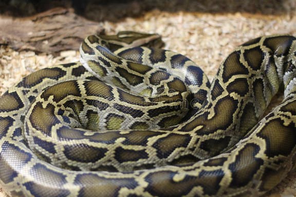 A Close Up Photo of a Python Showing Its Patterns Stock Image - Image ...