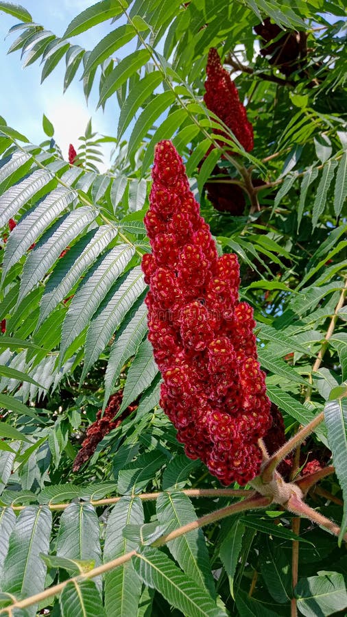 Close Up Photo of Red Big Flower, Staghorn Sumac, Stock Photo - Image ...