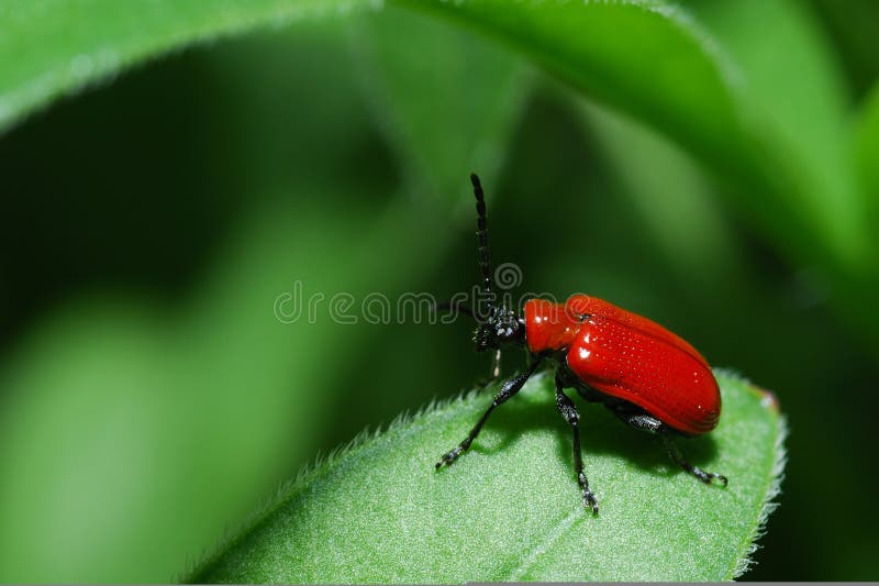 Close-up Photo of Big Stag-beetle Stock Photo - Image of aggressive ...