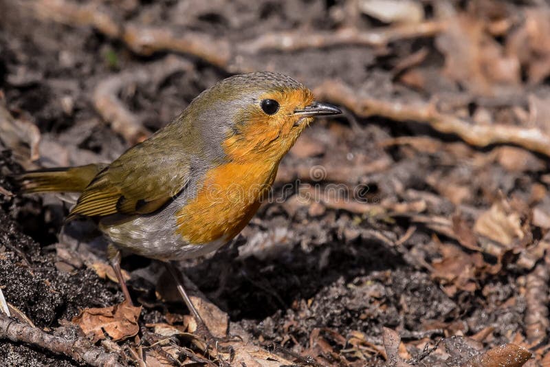 Robin close up stock photo. Image of animal, leaves - 135090694