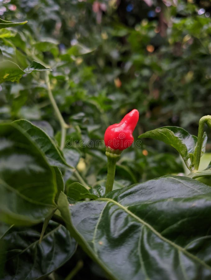 Close-up Photo of Red Chili Stock Photo - Image of garden, close: 255069398