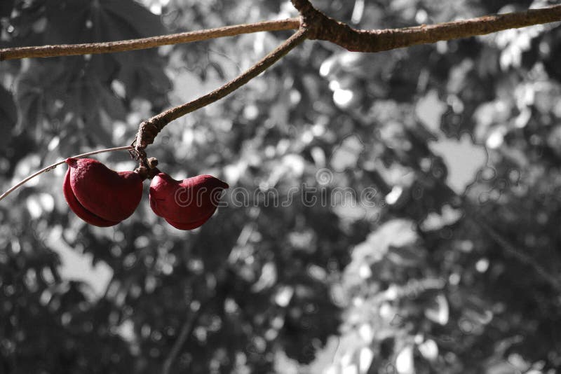 Close Up Photo Of Red Fruit Plant Picture. Image: 114603480
