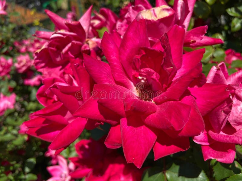 Rose in spring in a park. stock photo. Image of flower - 111712716