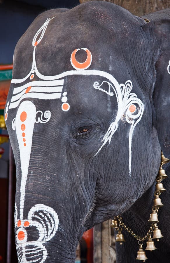 Close Up Photo of Sacred Elephant Eye Stock Photo - Image of india ...